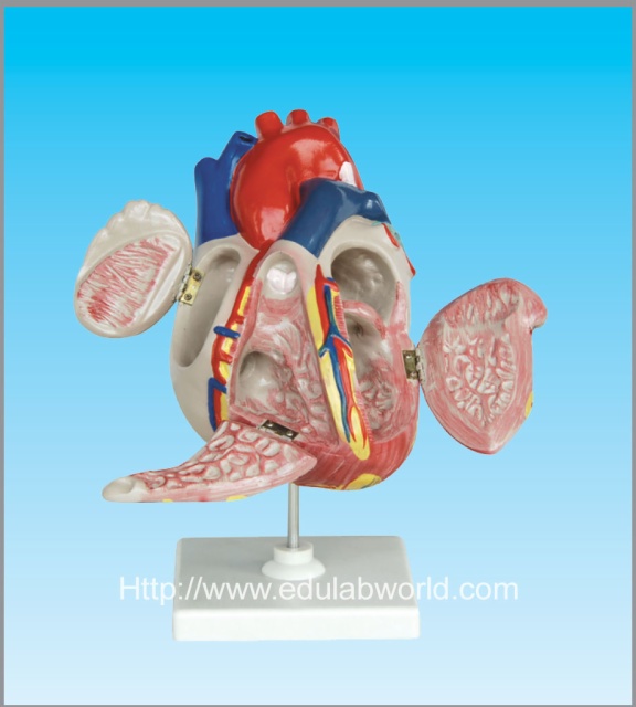 Human heart model--ANATOMICAL MODELS, 3304-4