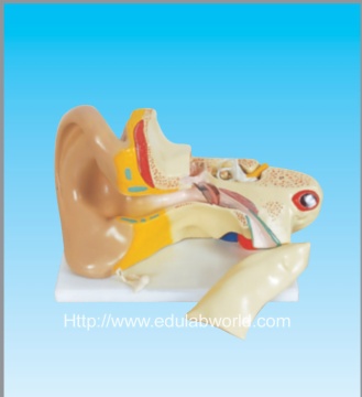 Human ear model--ANATOMICAL MODELS, 3310-2