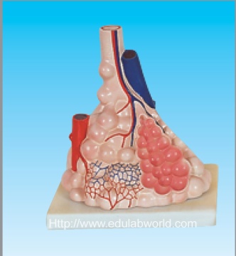 Human pulmonary alveoli model--ANATOMICAL MODELS, 3306-1